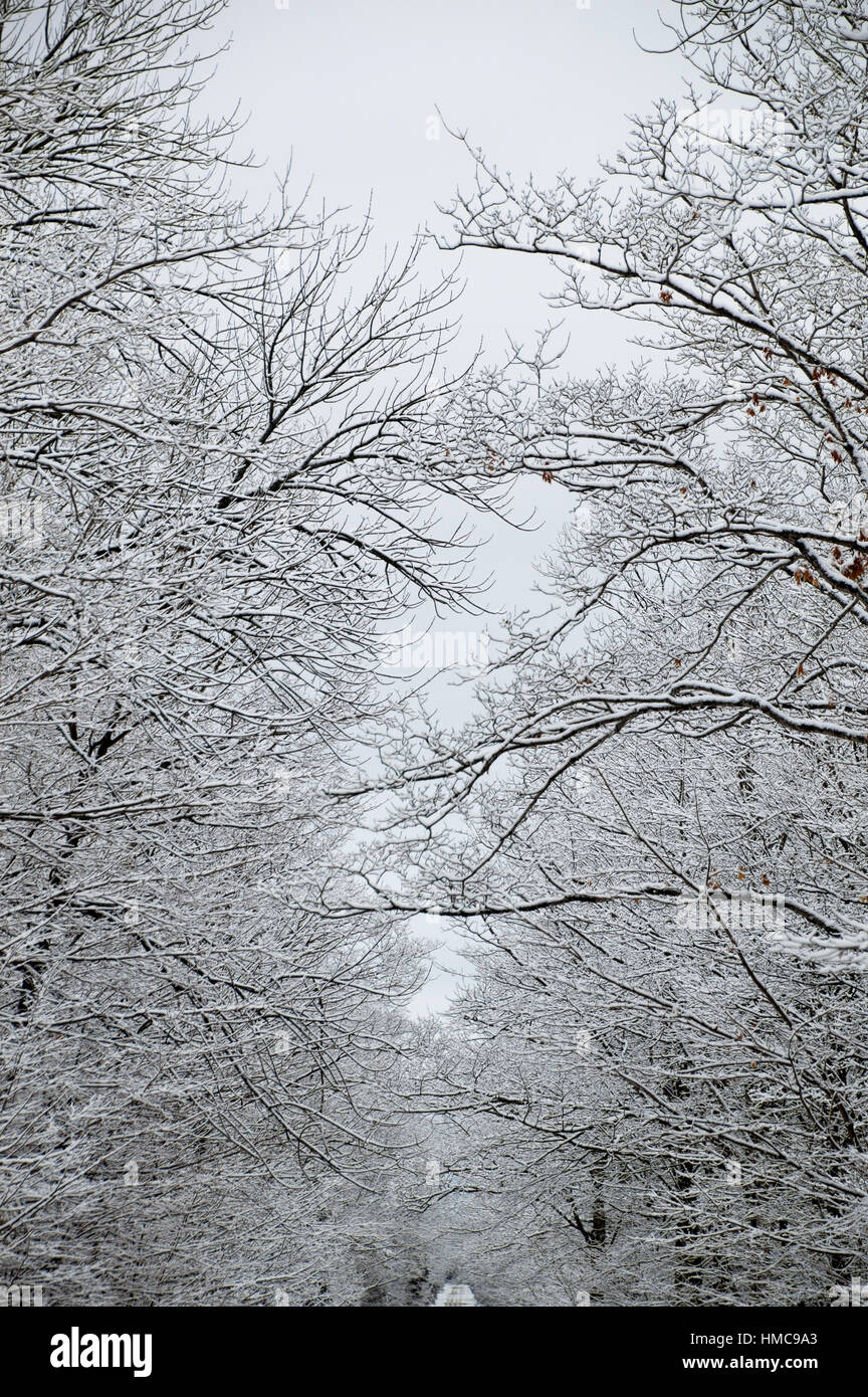 Snow laden deciduous trees line the snowy road Stock Photo - Alamy