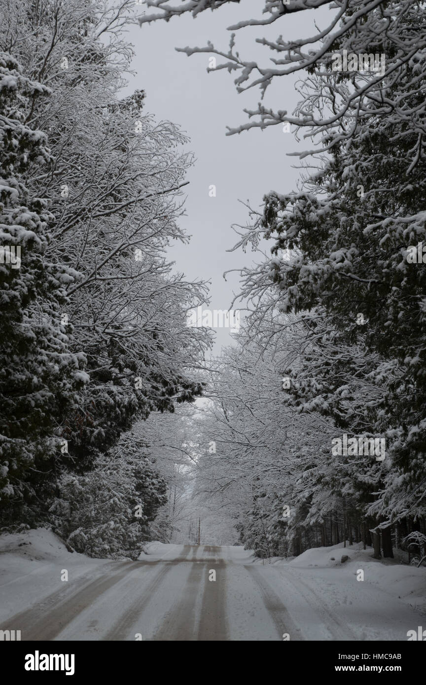 Snow laden conifers and deciduous trees line the snowy road Stock Photo ...