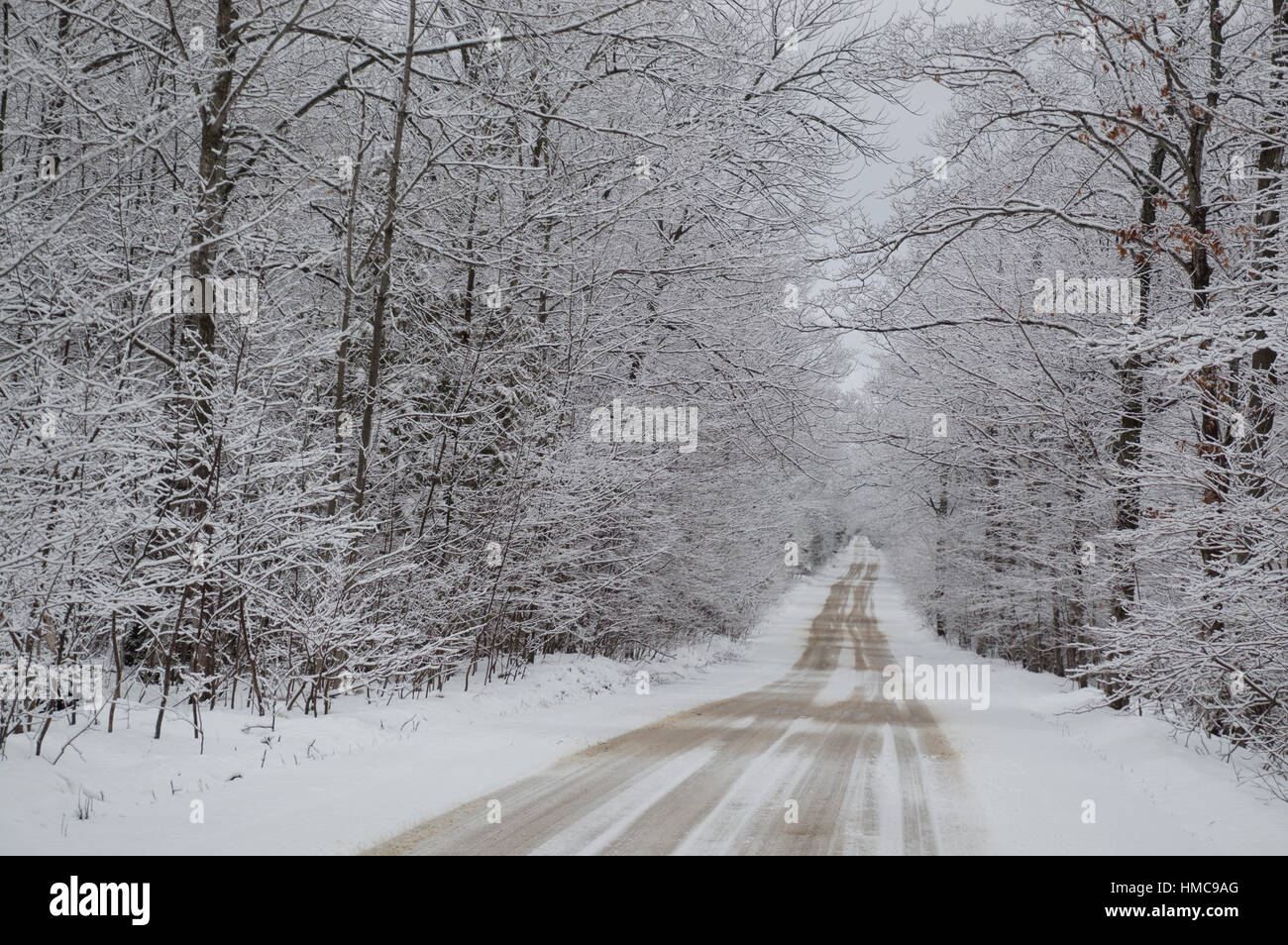 Snow laden deciduous trees line the snowy road Stock Photo - Alamy