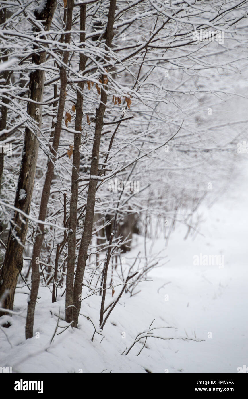 Ice laden trees hi-res stock photography and images - Alamy