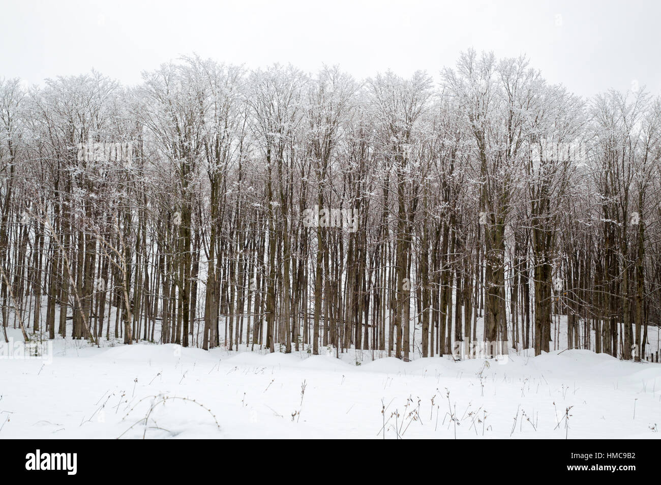 Solid mass of deciduous trees with branches and trunks covered with ...