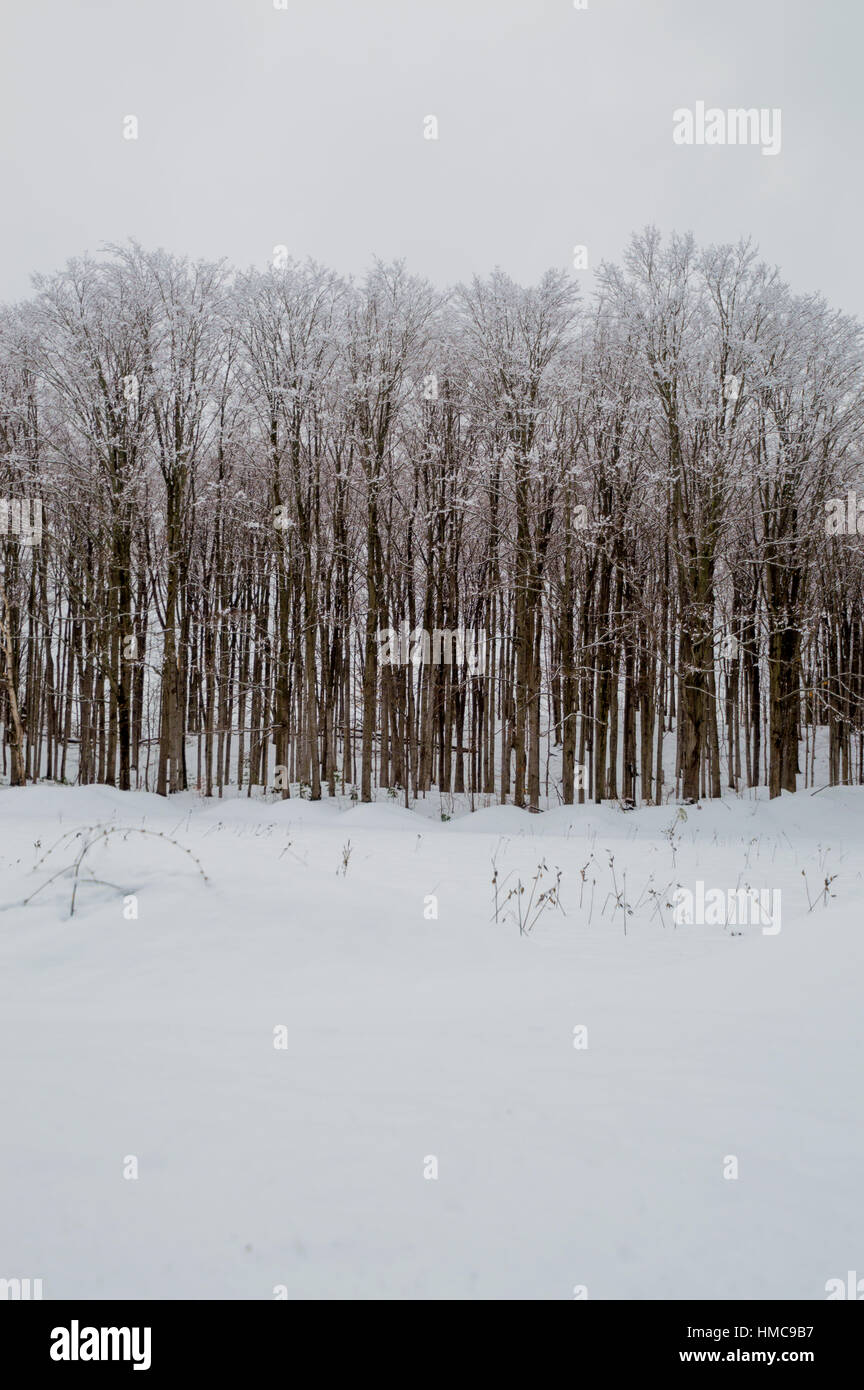 Solid mass of deciduous trees with branches and trunks covered with ...