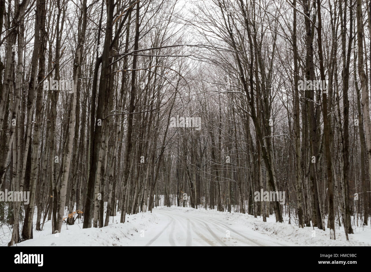 Snowy Maple trees woods line the snowy road Stock Photo - Alamy