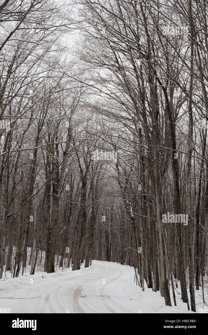 Snowy maple trees line the snowy road in a woodland Stock Photo - Alamy