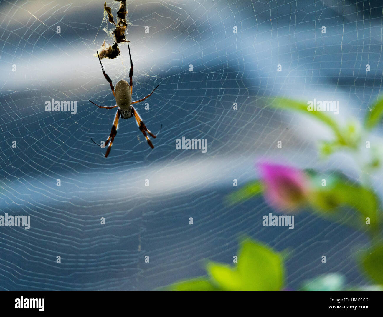 Orb Spider in Web Stock Photo - Alamy