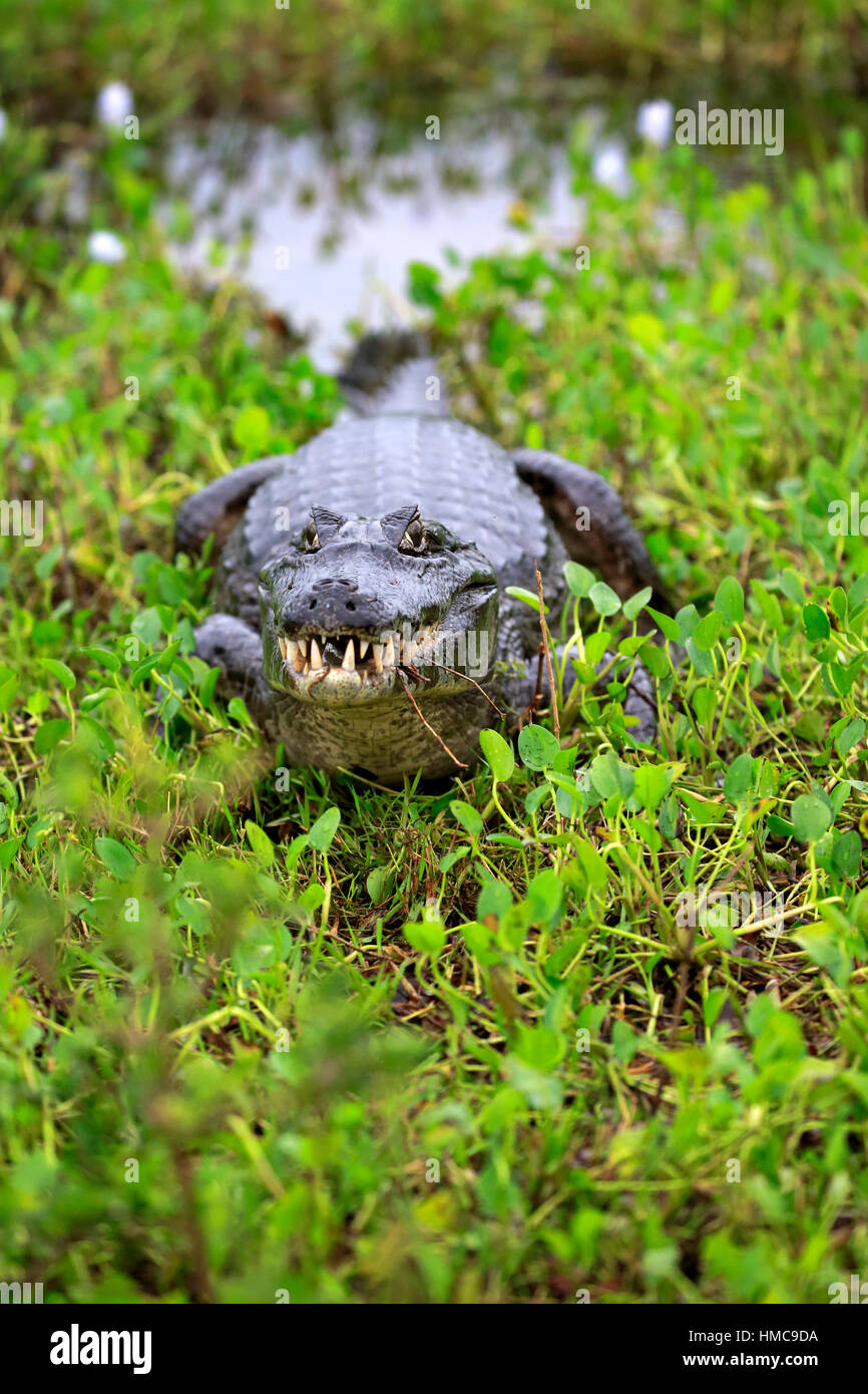 Paraquay Caiman, (Caiman yacare), adult on shore, Pantanal, Mato Grosso ...