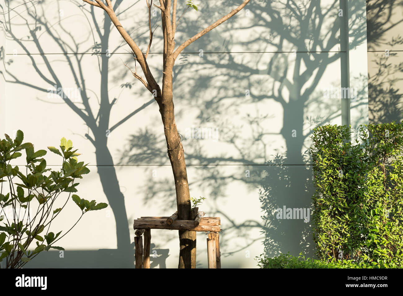 Trees shadow background on the wall or Nature background Stock Photo ...