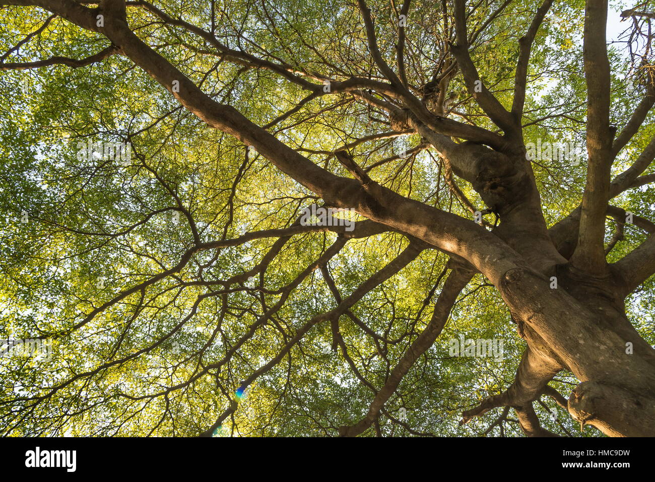 A view underneath the tropical rainforest tree in the park, Nature ...