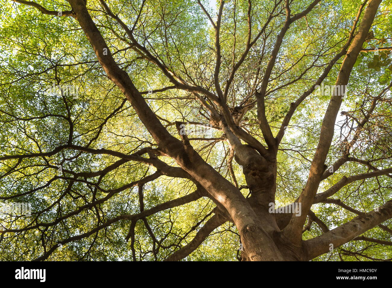 A view underneath the tropical rainforest tree in the park, Nature ...