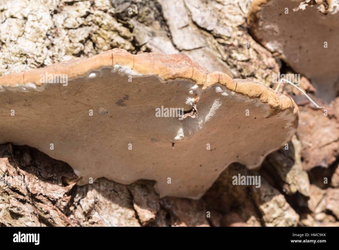 A Bracket fungi (Ganoderma sp) growing on a Willow tree Stock Photo - Alamy