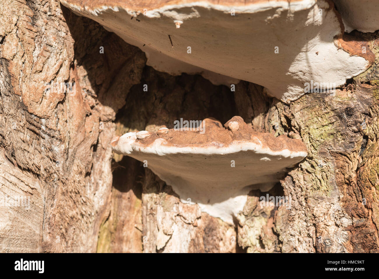 A Bracket fungi (Ganoderma sp) growing on a Willow tree Stock Photo - Alamy