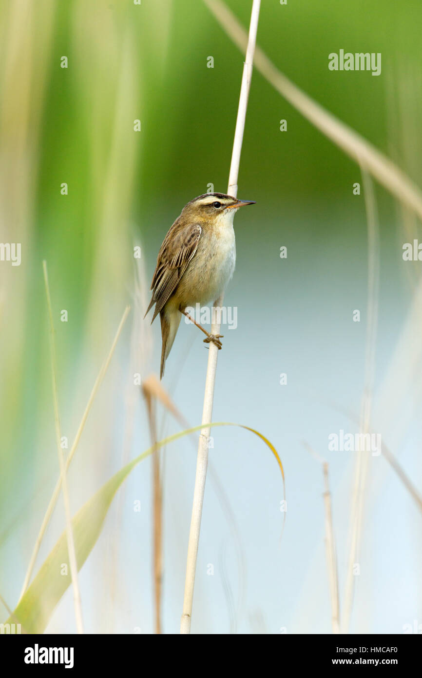 Reed warblers hi-res stock photography and images - Alamy