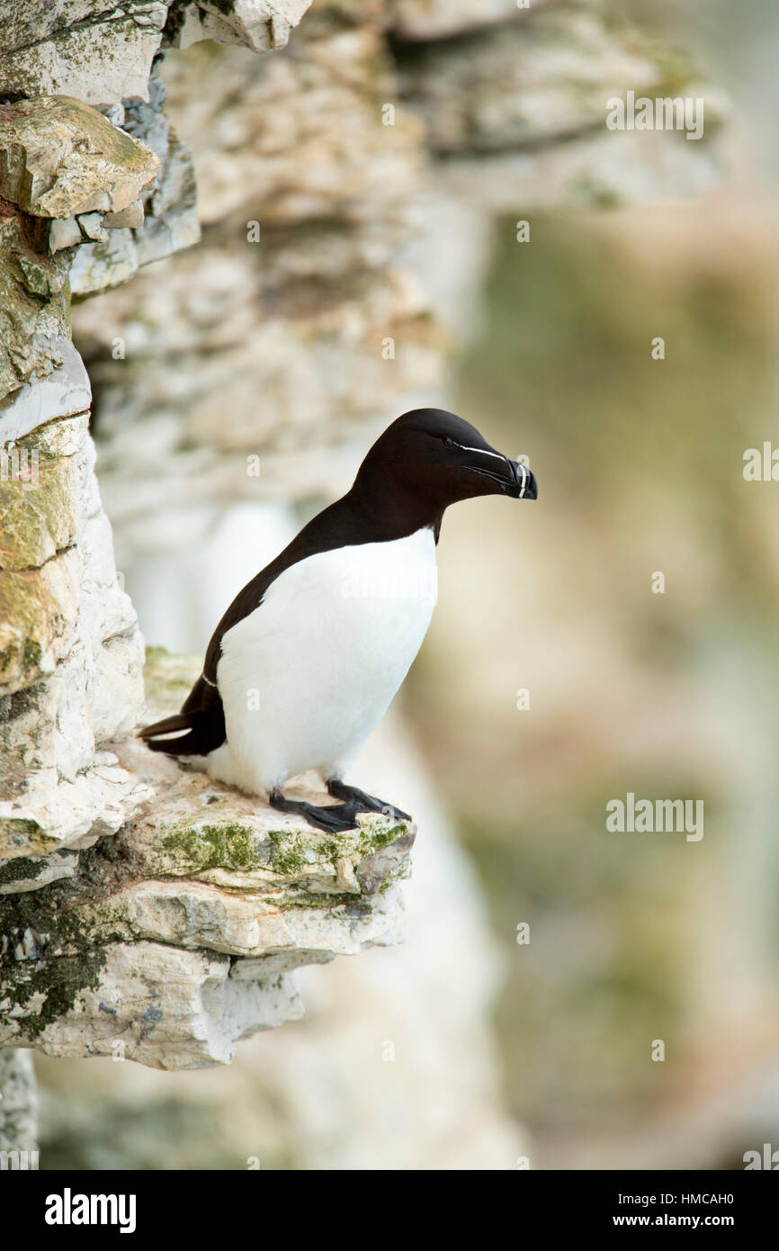 Auk bird hi-res stock photography and images - Alamy