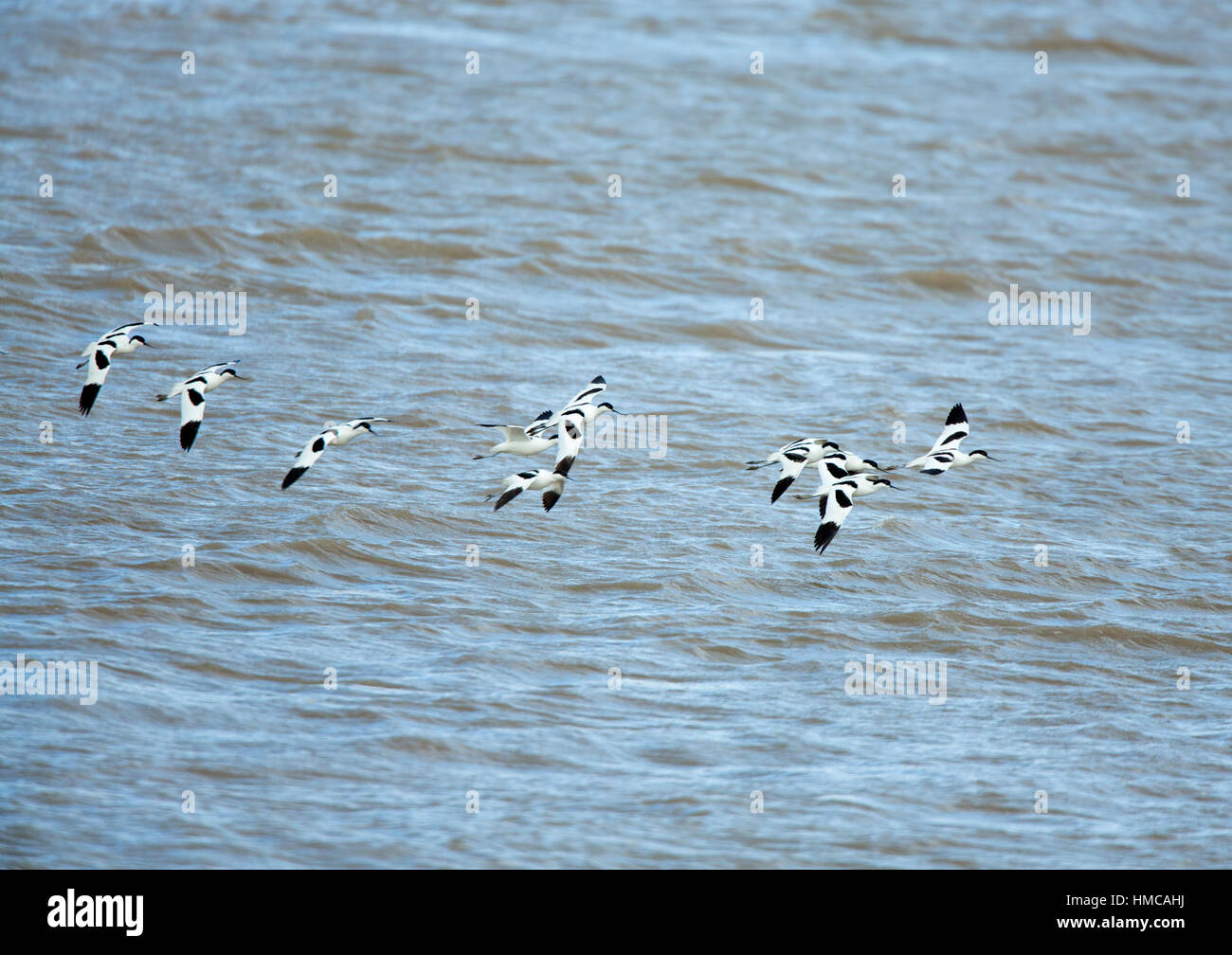Large flock of avocets (Recurvirostra avosetta) flying over water Stock ...