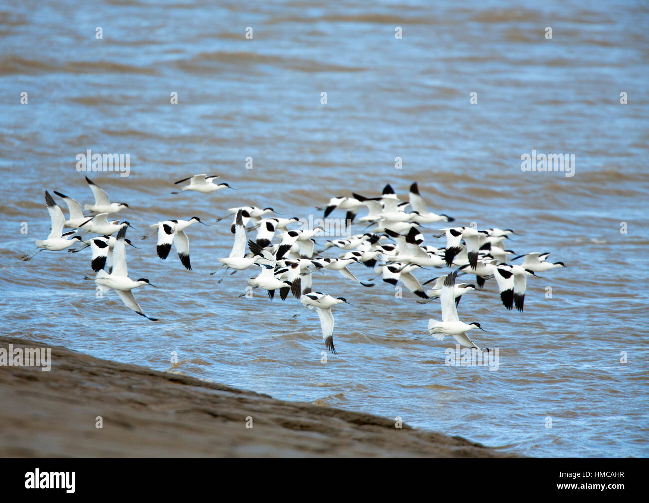Large flock of avocets (Recurvirostra avosetta) flying over water Stock ...