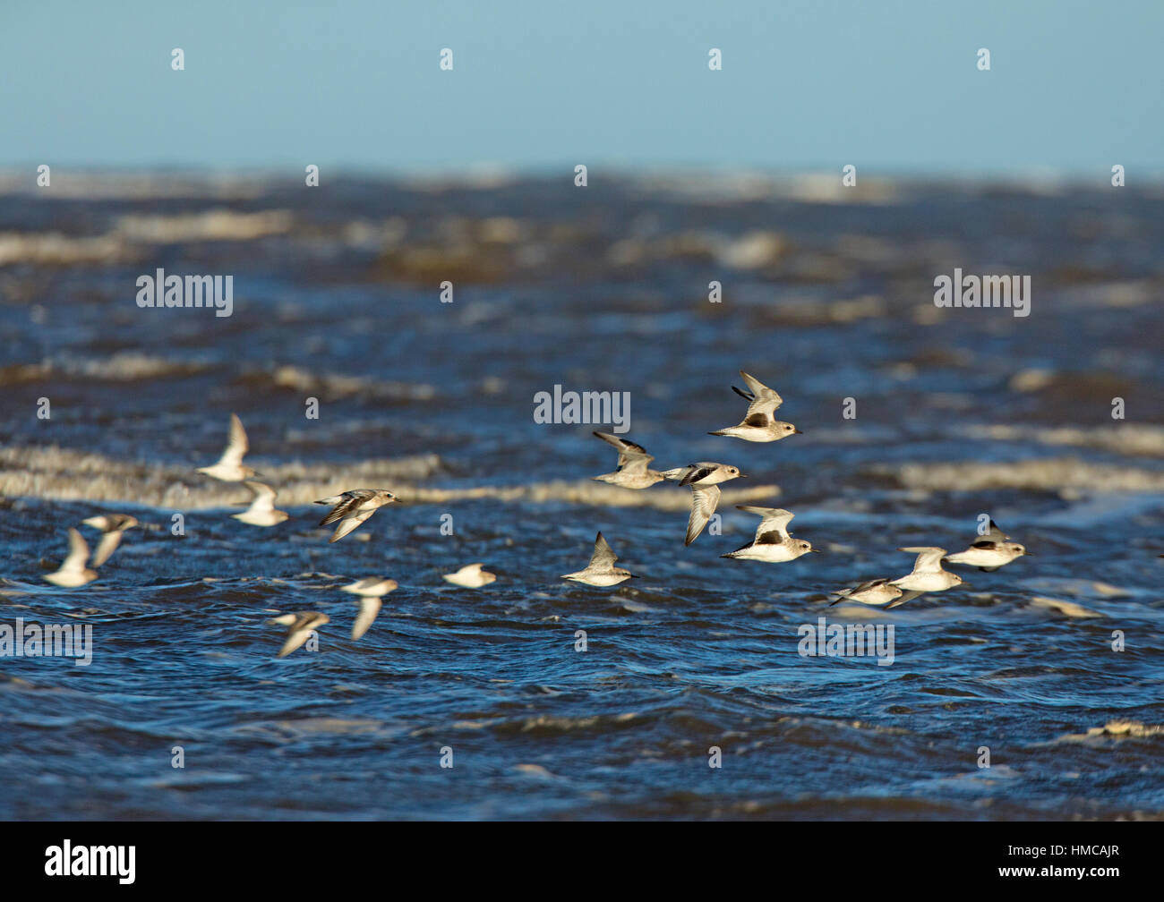 Grey plovers (Pluvialis squatarola) flock flying over the sea Stock ...