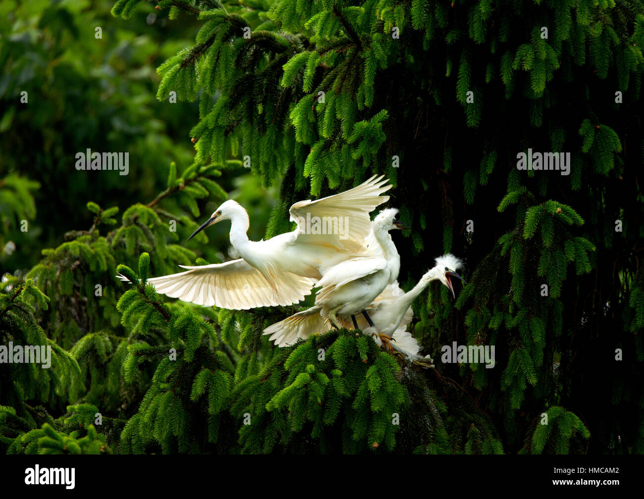 Little egret nest hi-res stock photography and images - Alamy