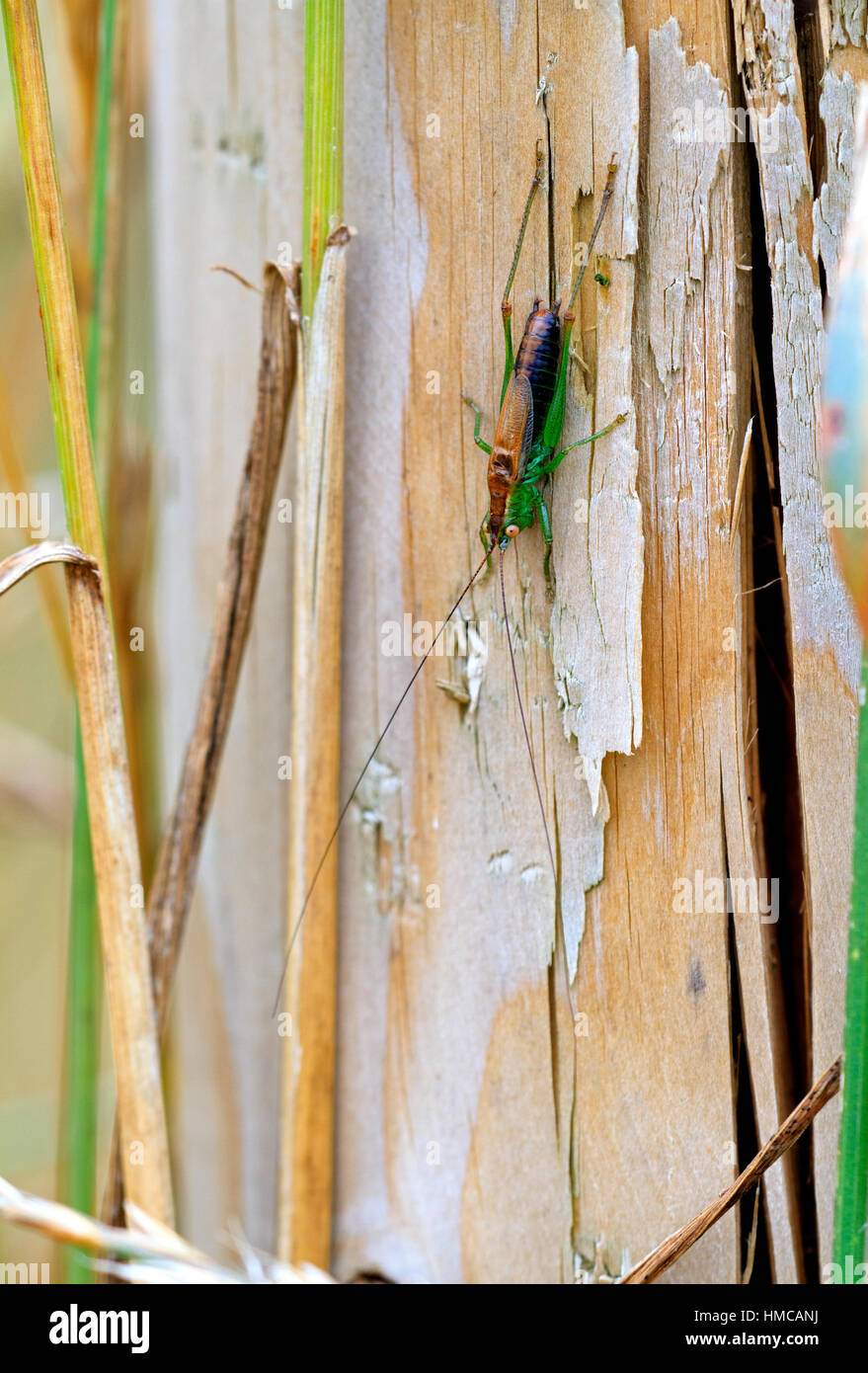 Short winged Conehead Cricket. (Conocephalus dorsalis Stock Photo - Alamy
