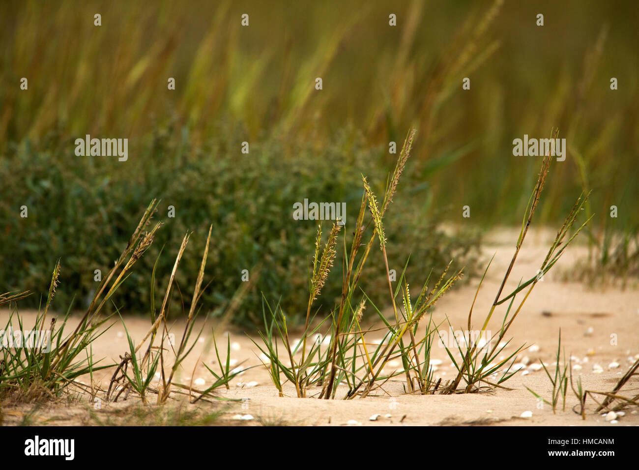 Spartina anglica (Common Cord-grass Stock Photo - Alamy