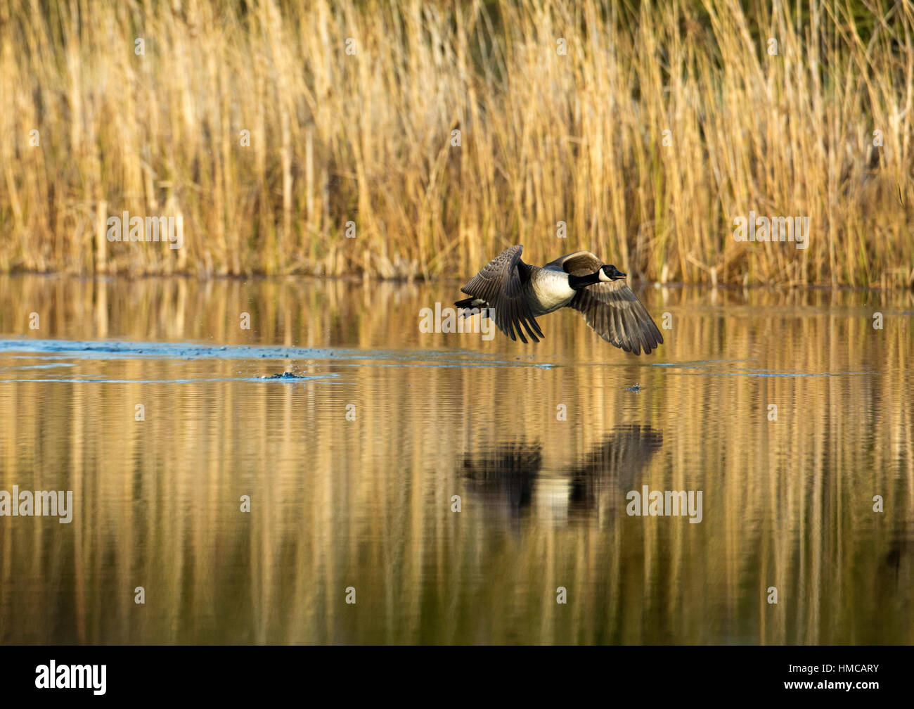 Canada Goose (Branta canadensis) flying over water reflected by golden ...