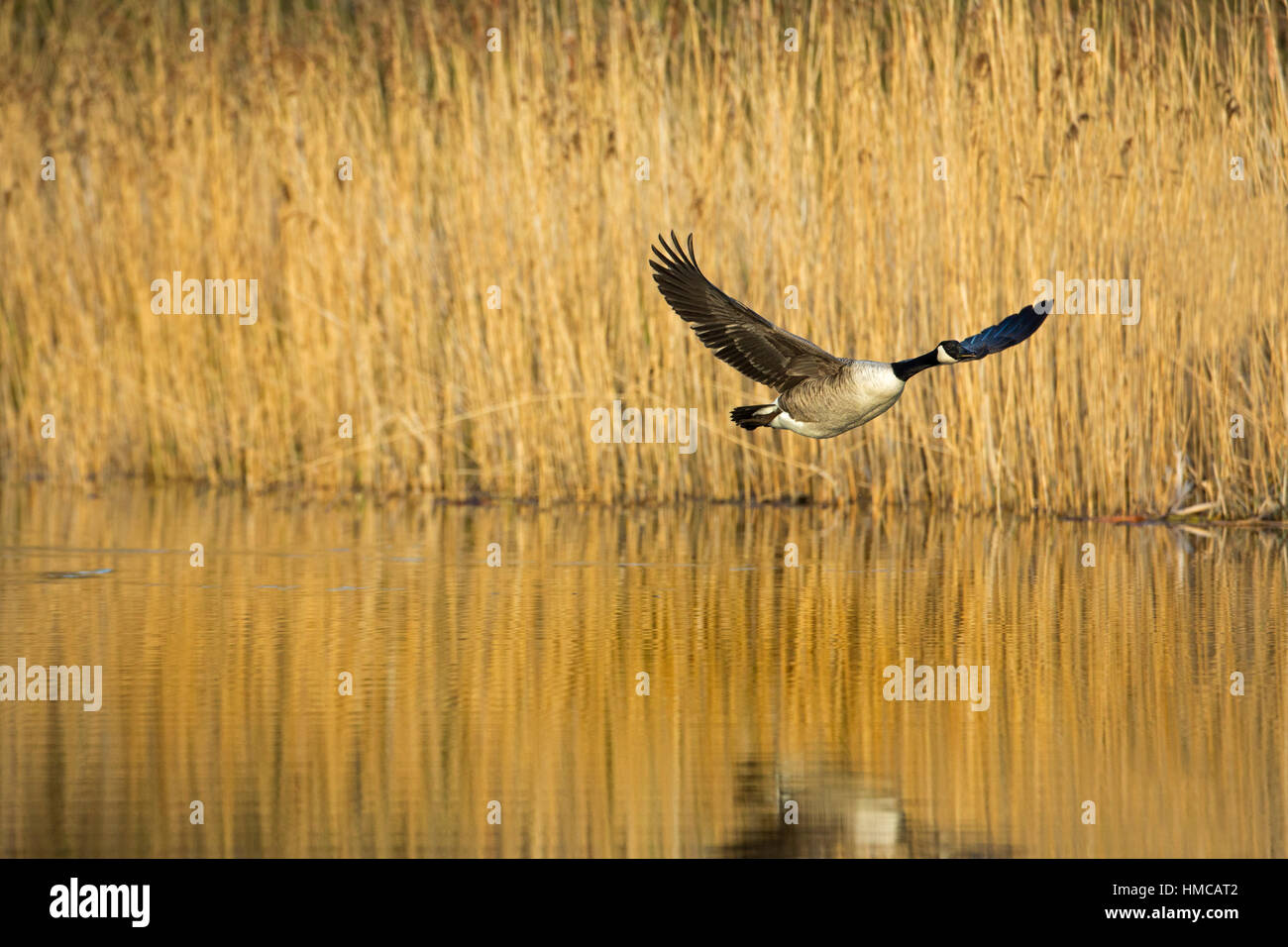 Canada Goose (Branta canadensis) flying over water reflected by golden ...