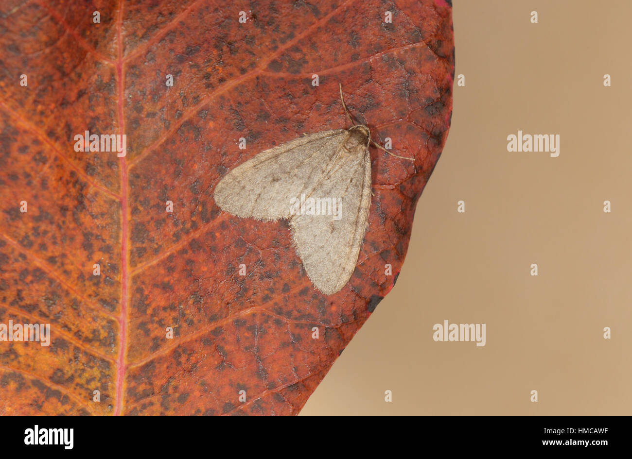 Winter Moth (Operophtera brumata), an autumn-flying insect, male ...