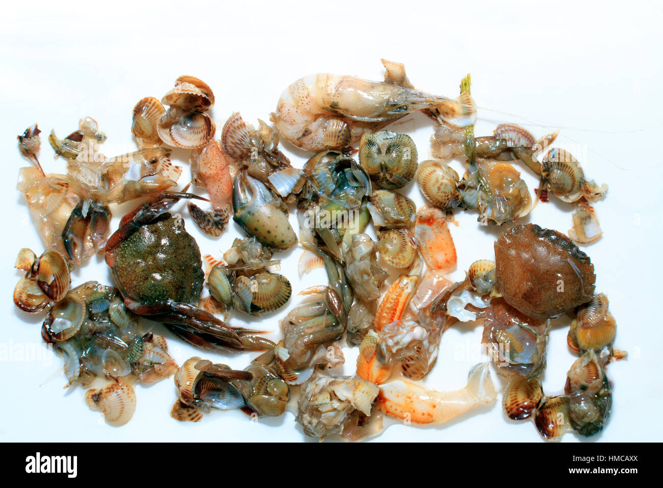 Stomach contents of a flounder (Platichthys flesus) seen on a clean ...