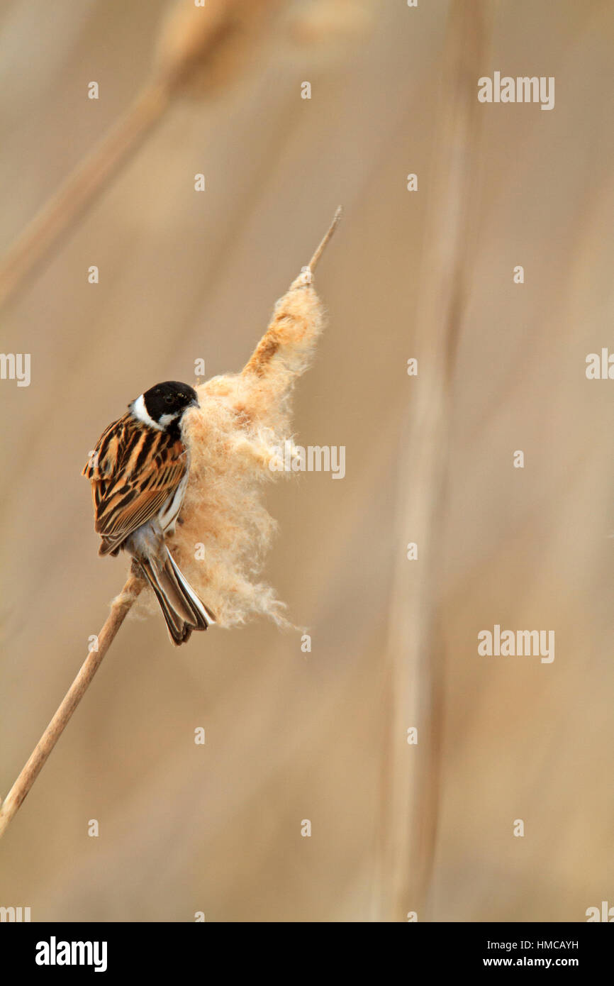 Reed Bunting (Emberiza schoeniclus) gathering nesting material from the ...