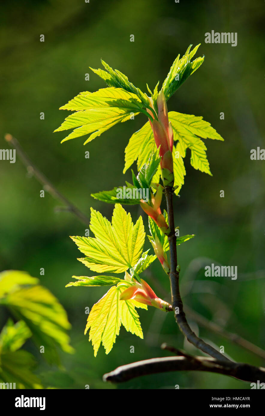 Green sprouting hi-res stock photography and images - Alamy
