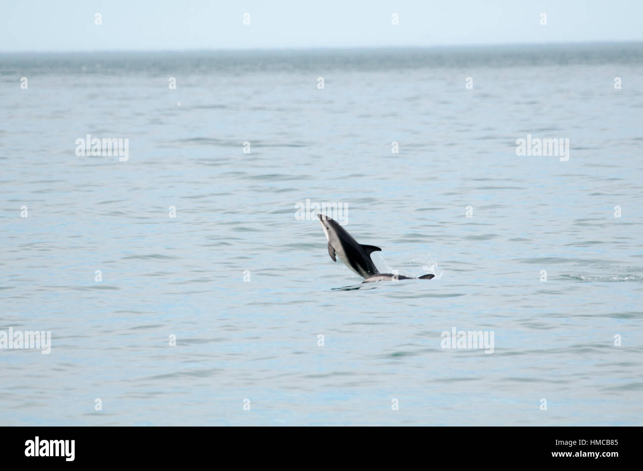 Dusky Dolphin jumping in the Pacific Ocean near Kaikoura in New Zealand ...