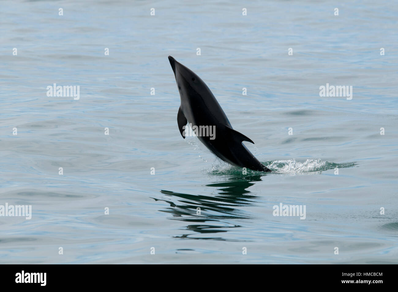 Dusky Dolphin jumping in the Pacific Ocean near Kaikoura in New Zealand ...