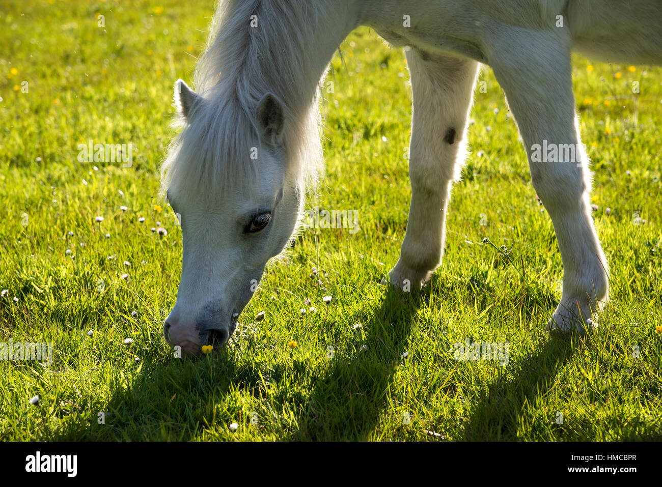 Little grey pony grazing in a summer meadow on a sunny evening Stock ...