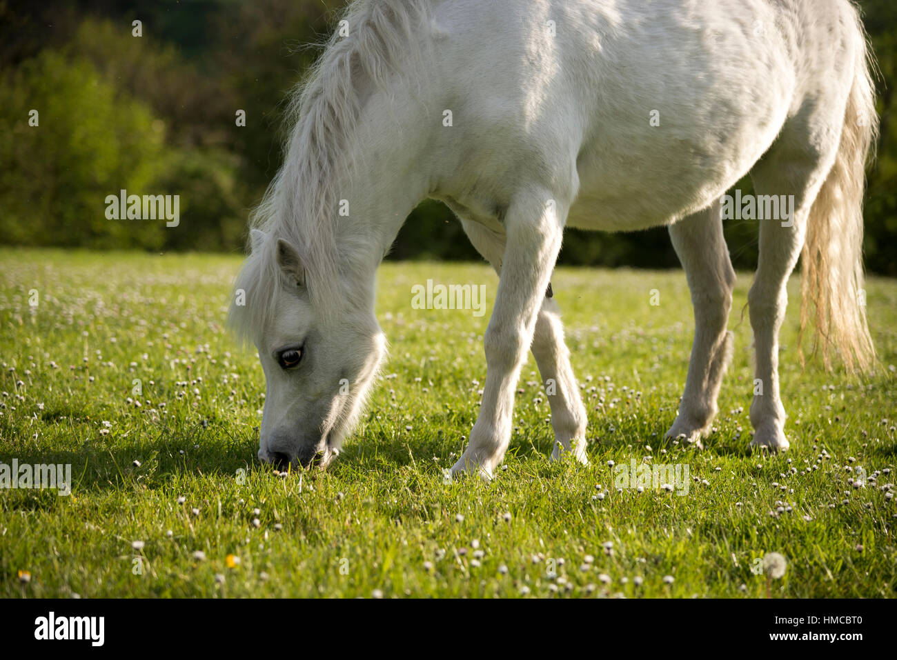 My little pony hi-res stock photography and images - Alamy