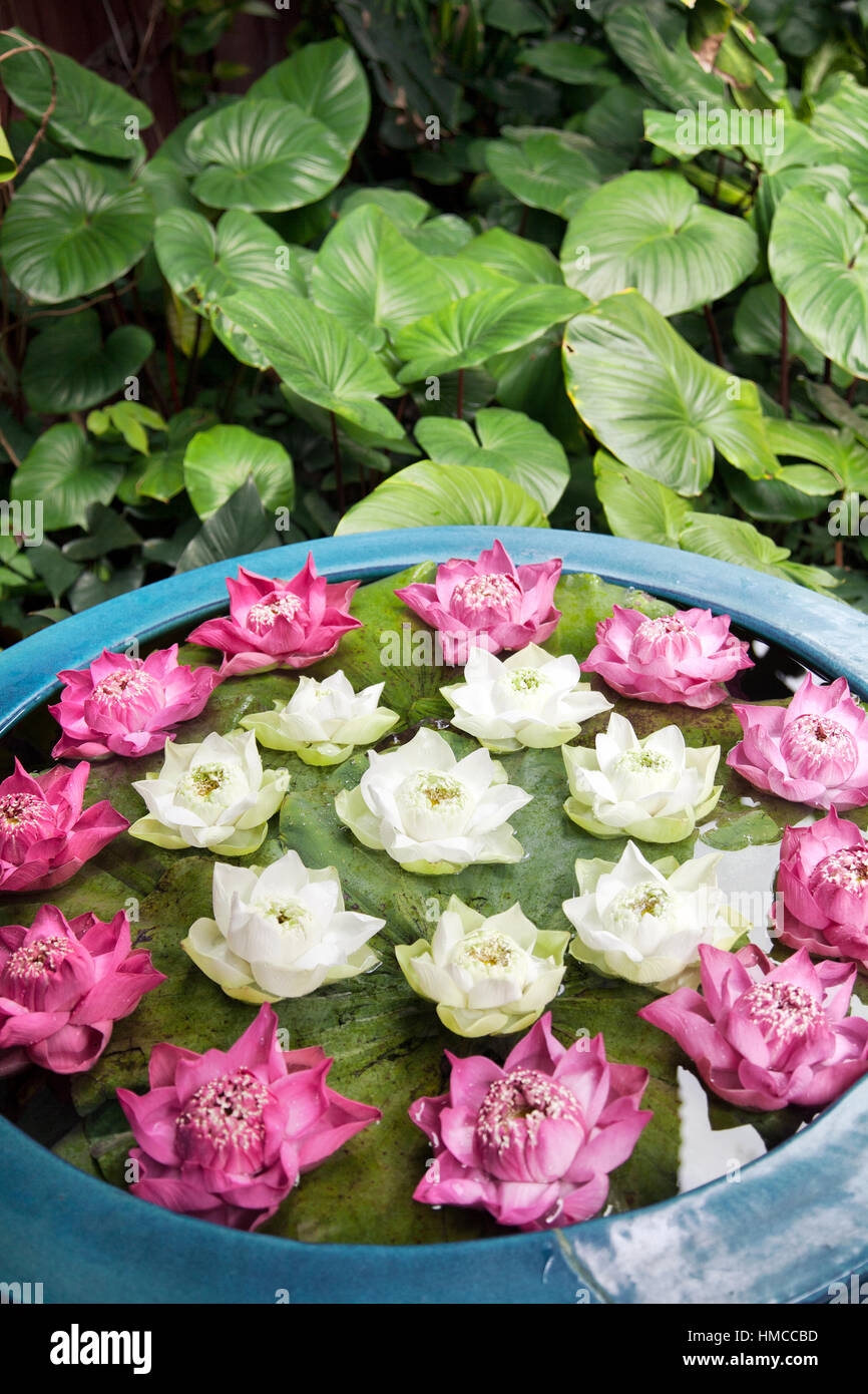 Large garden vase water hi-res stock photography and images - Alamy