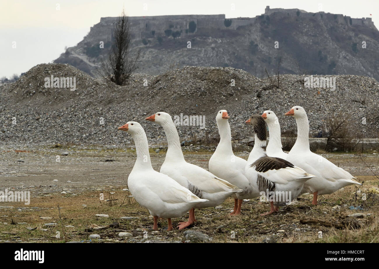 Group of geese Stock Photo - Alamy