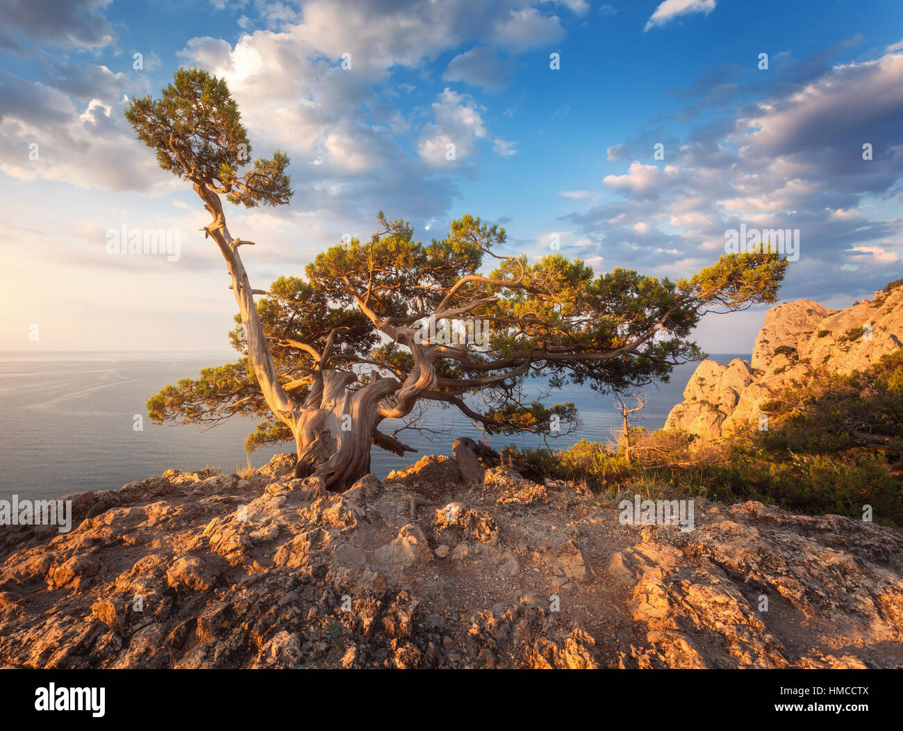 Beautiful sky with tree hi-res stock photography and images - Alamy