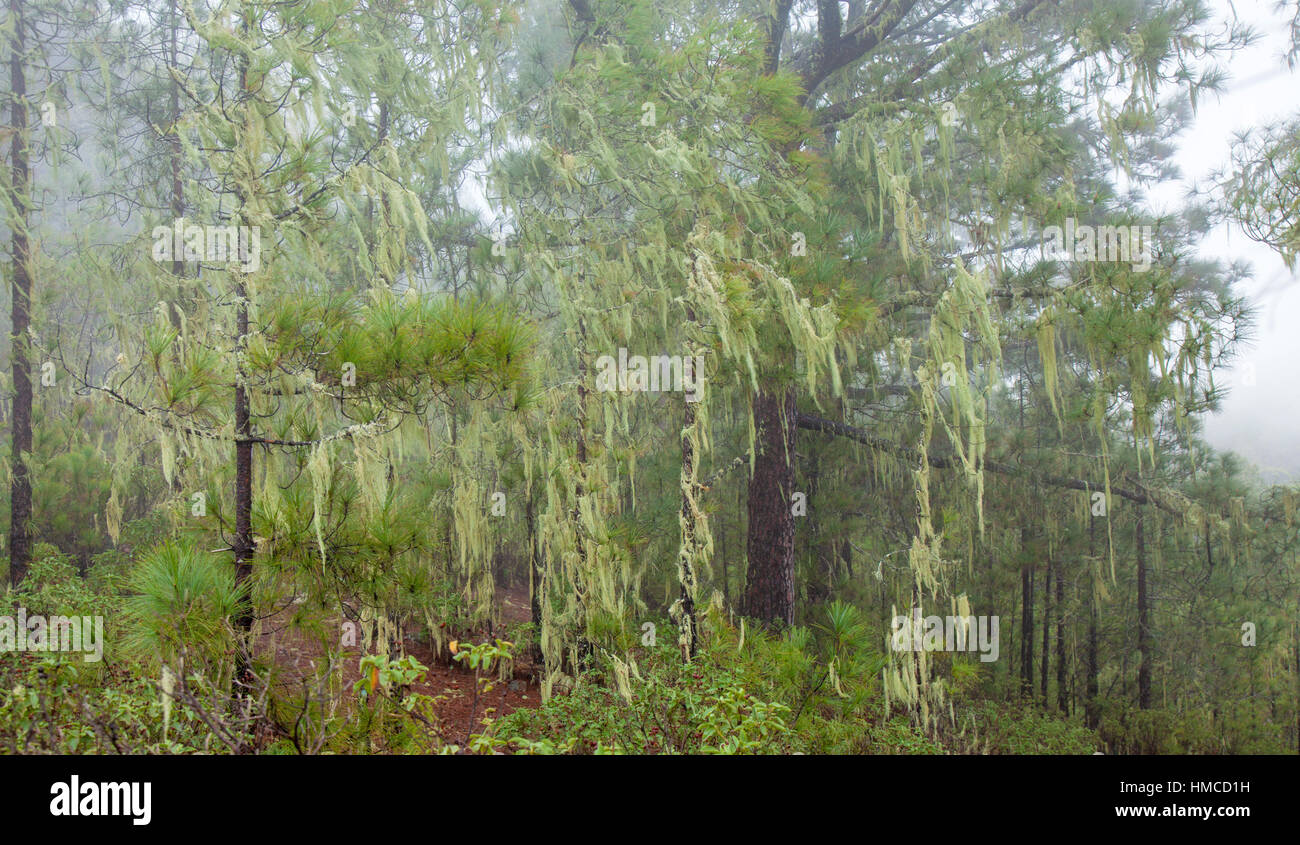 central Gran Canaria in January, misty and rainy day in Nature Park ...