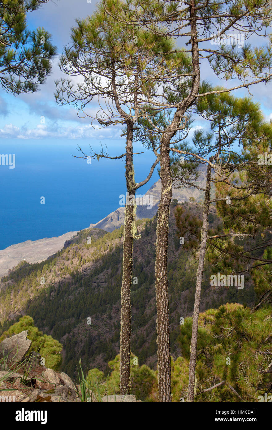 central Gran Canaria, Nature Park Tamadaba, , canarian Pine trees on ...