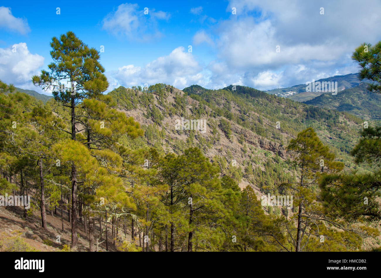central Gran Canaria, Nature Park Tamadaba, , canarian Pine trees on ...