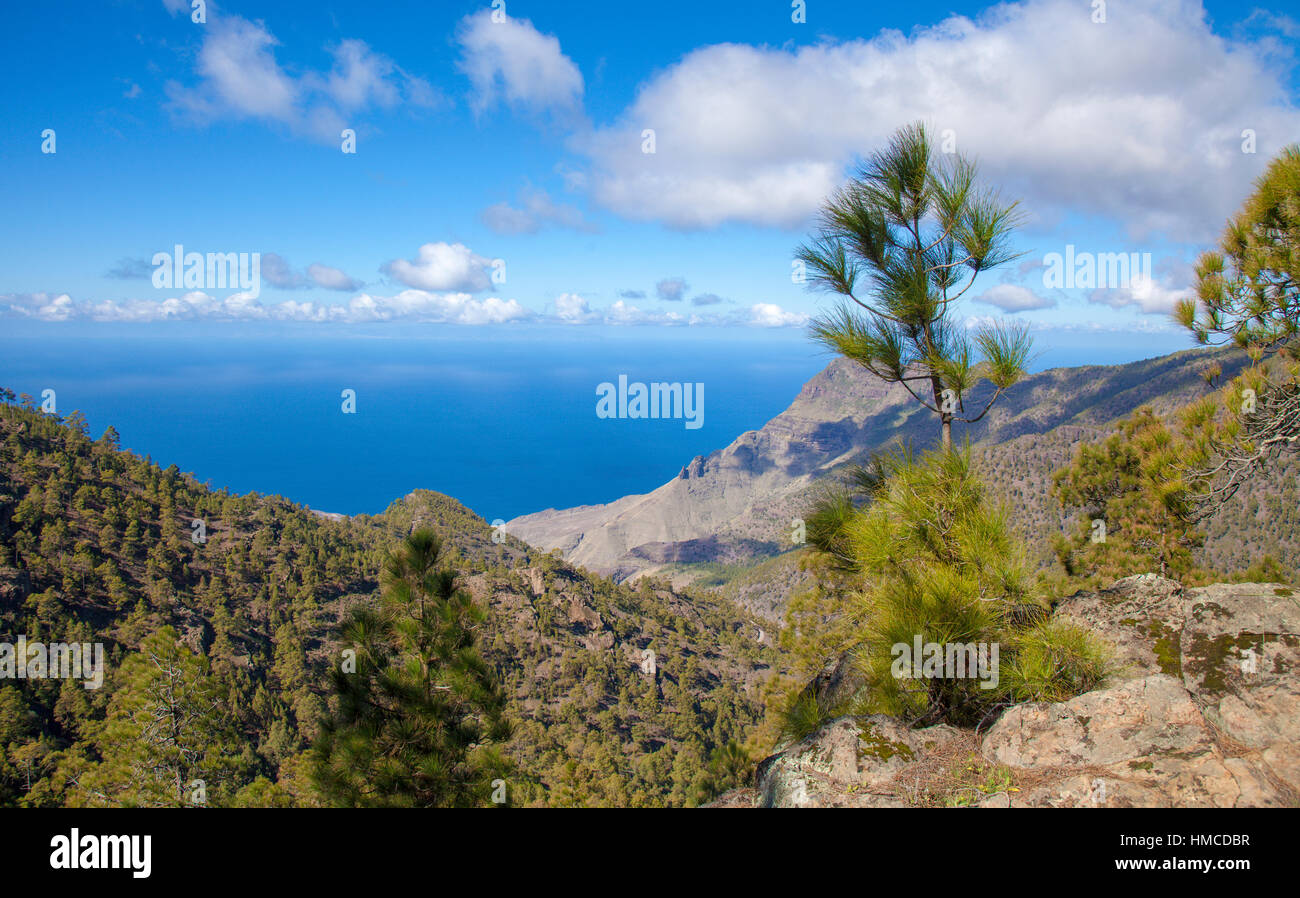 central Gran Canaria, Nature Park Tamadaba, , canarian Pine trees on ...