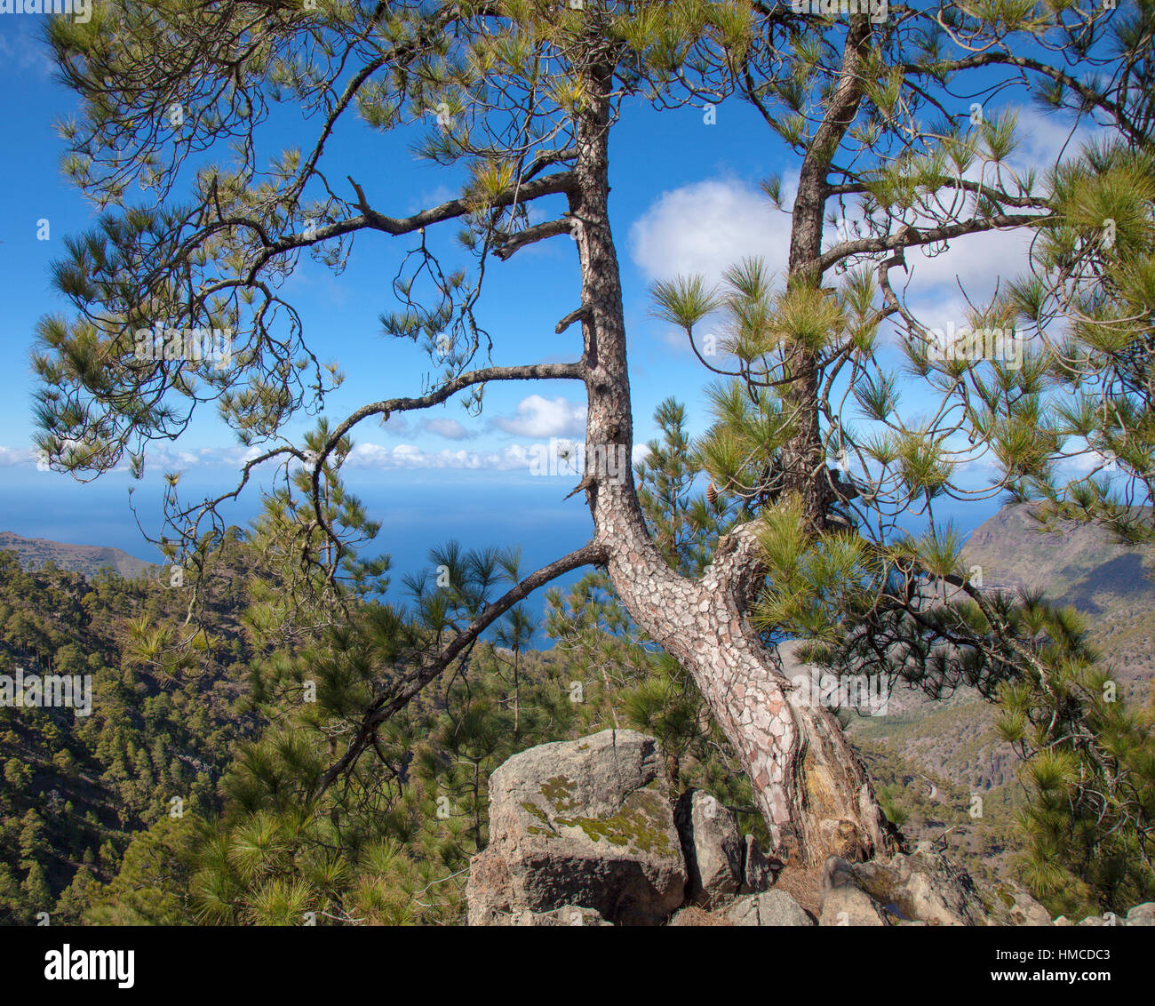 central Gran Canaria, Nature Park Tamadaba, , canarian Pine trees on ...