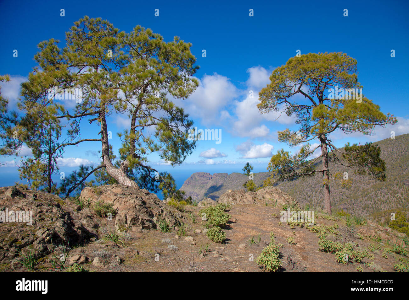 central Gran Canaria, Nature Park Tamadaba, , canarian Pine trees on ...