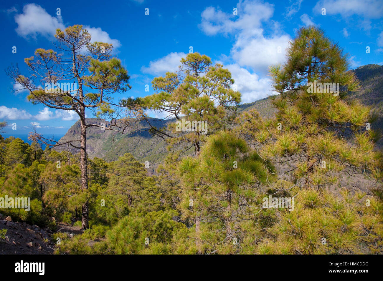 central Gran Canaria, Nature Park Tamadaba, , canarian Pine trees on ...