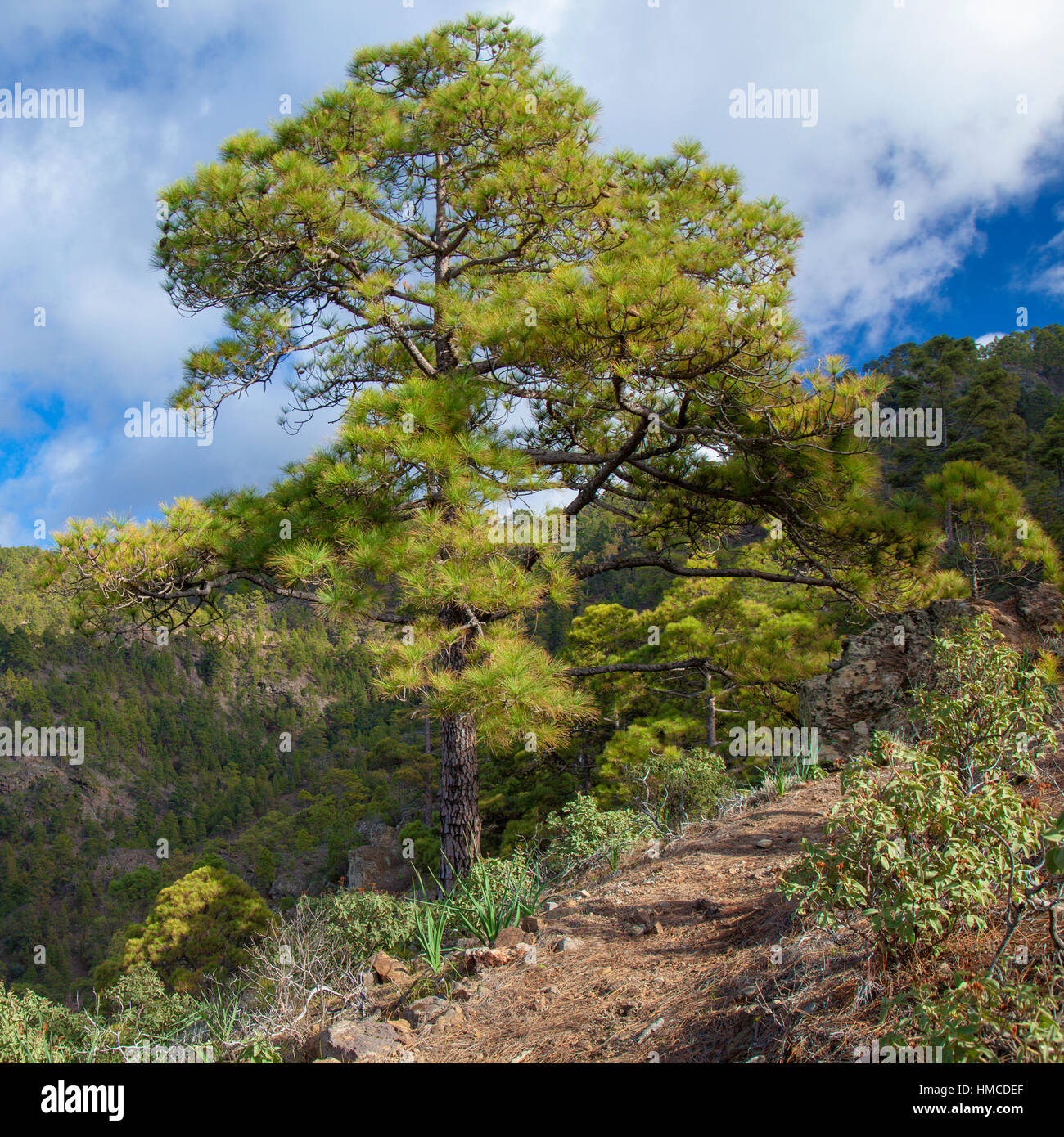 central Gran Canaria, Nature Park Tamadaba, , canarian Pine trees on ...