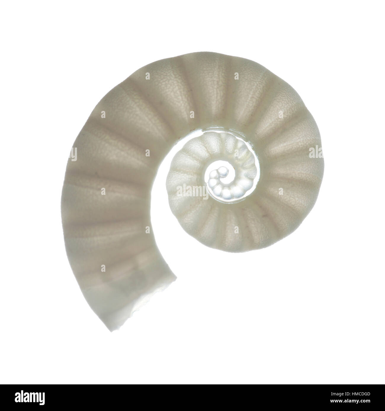 Spirula hi-res stock photography and images - Alamy