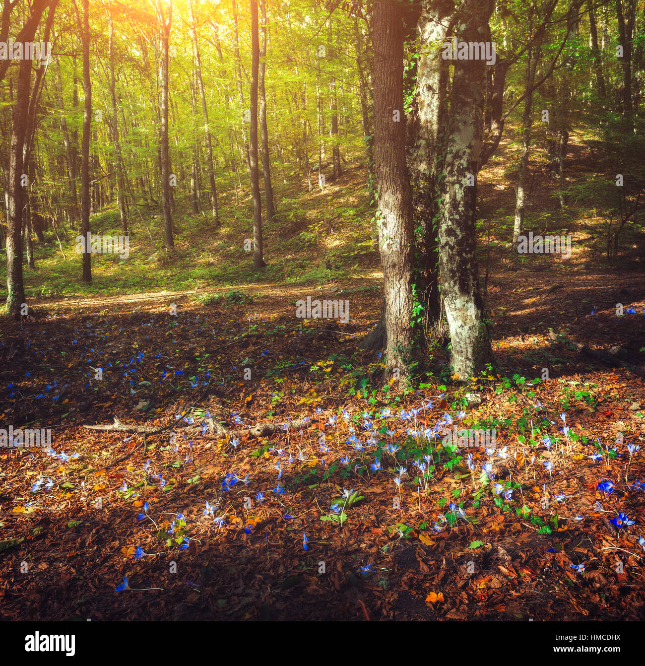 Forest yellow hi-res stock photography and images - Alamy