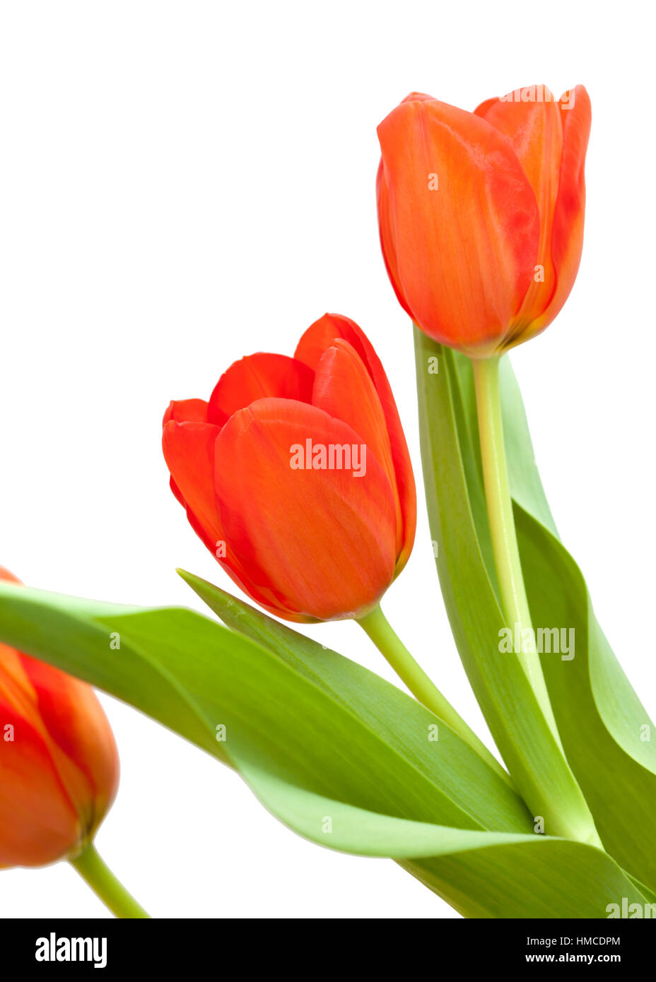 red and yellow tulip flowers isolated on white background Stock Photo - Alamy