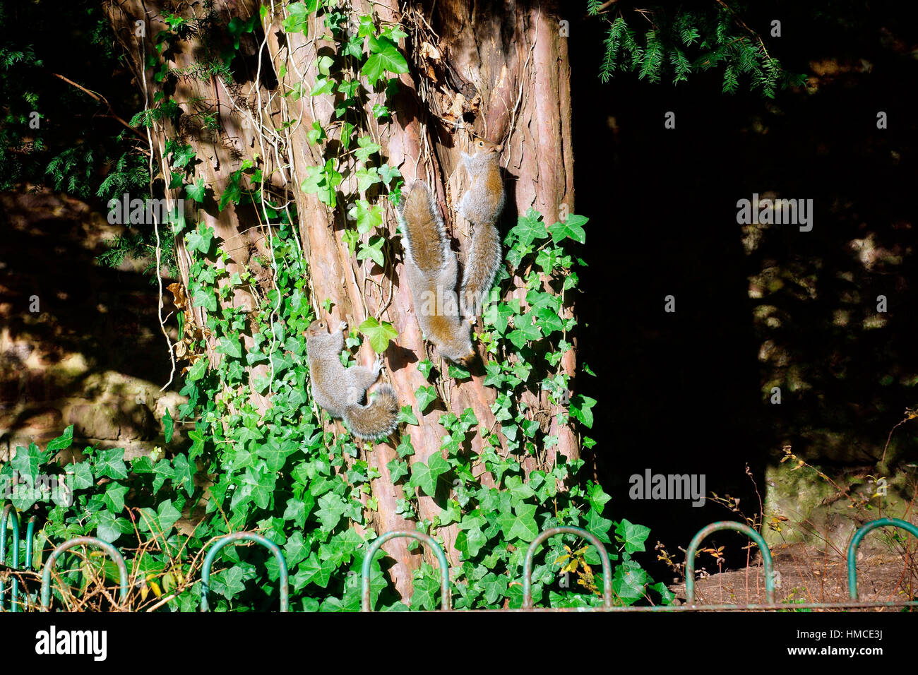 THREE SQUIRREL'S ON A TREE WARMING IN THE SUN Stock Photo - Alamy