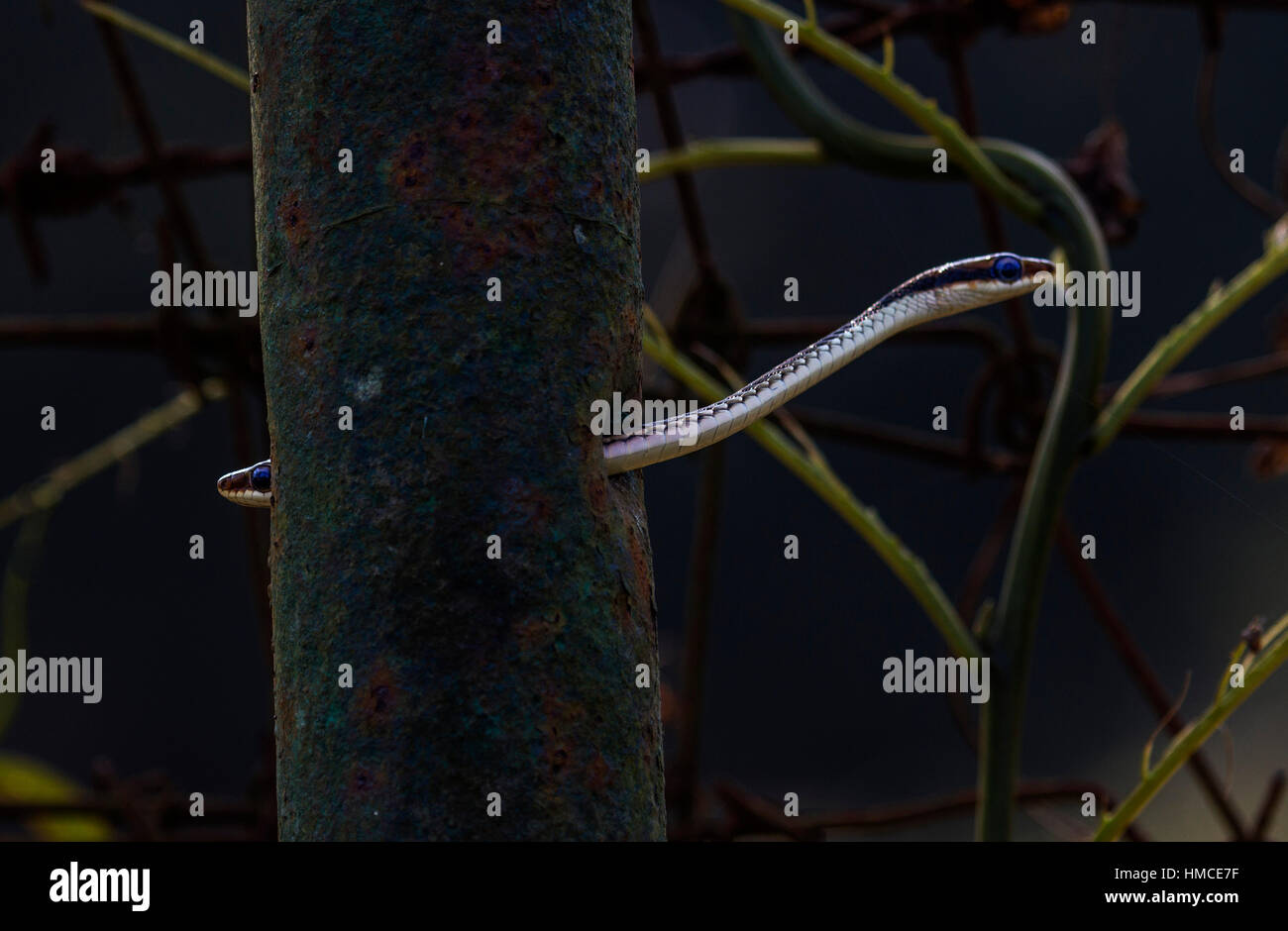 Two mouth snake hi-res stock photography and images - Alamy