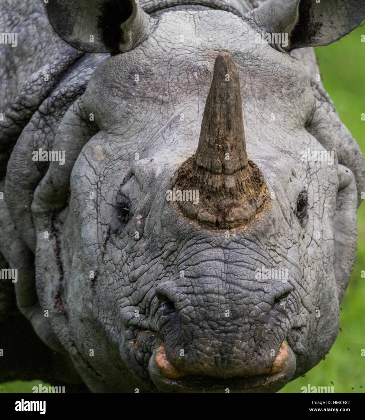 One Horned Rhinoceros Stock Photo - Alamy